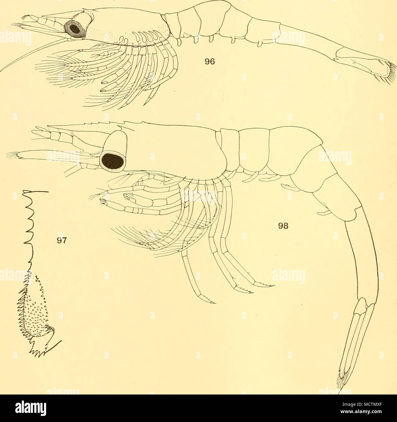 . Fig. 96. Stage II. Chorismus antarcticus Fig. 97. Stage II, mandible ...