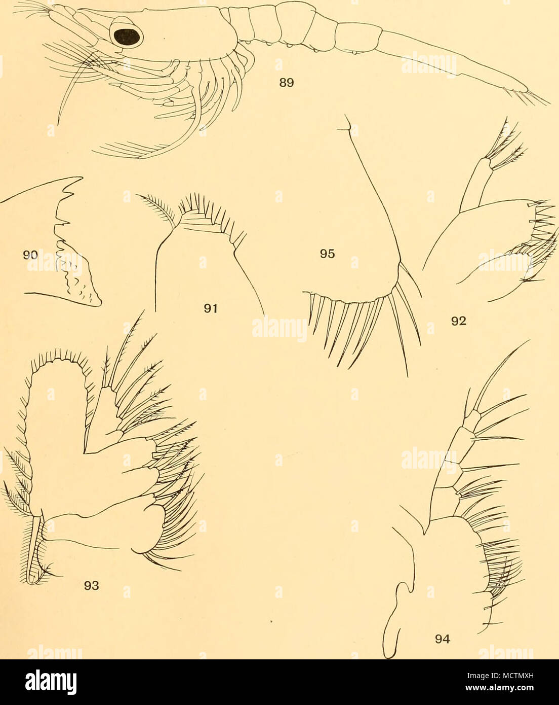 . Chorismus antarclicus Fig. 89. Stage I. Lateral. Fig. 91. Antennal ...