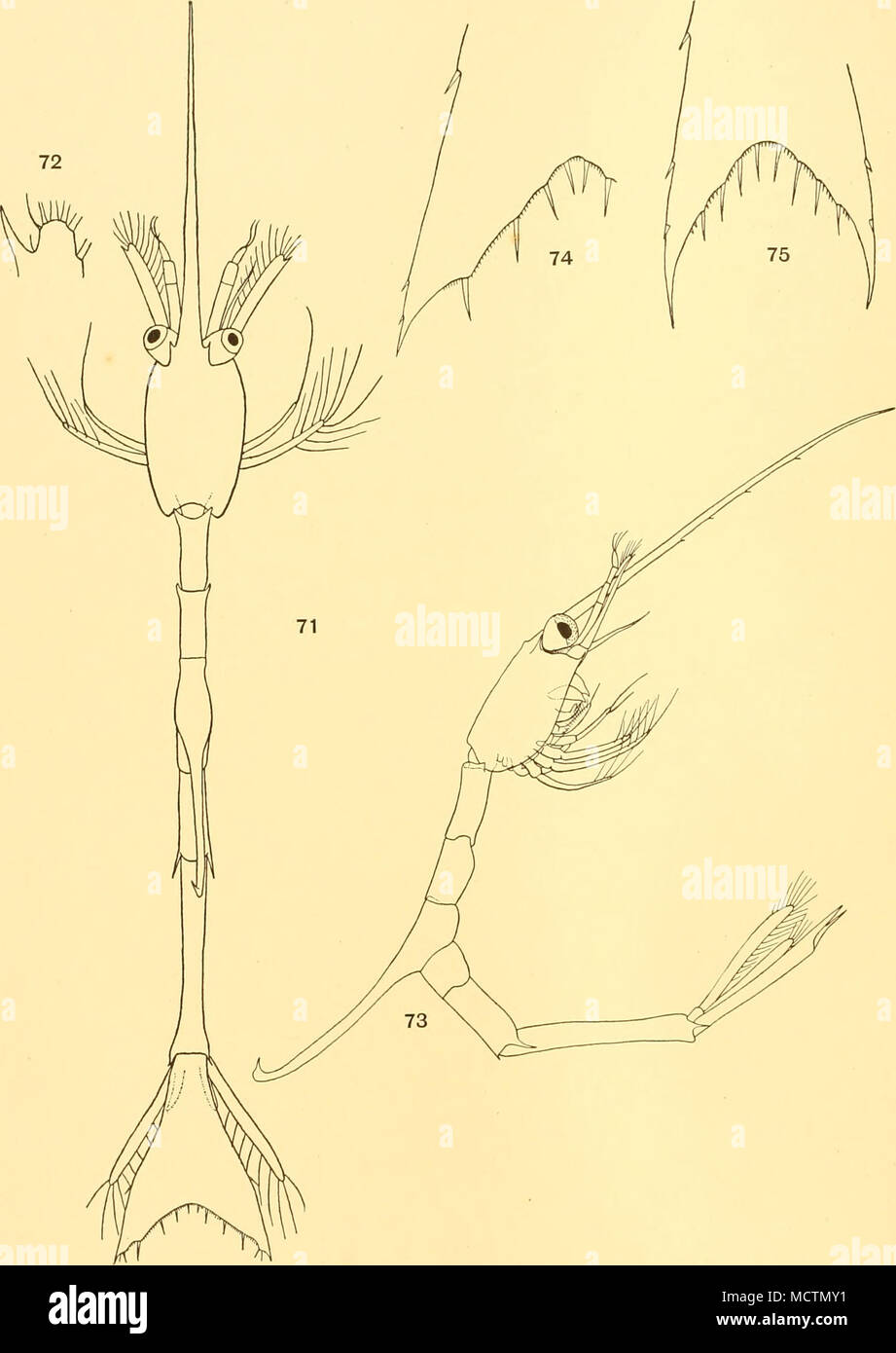 . Fig. 71- Stage III. Fig. 74. Stage IV, telson. Tozeuma B.R. I. Fig ...