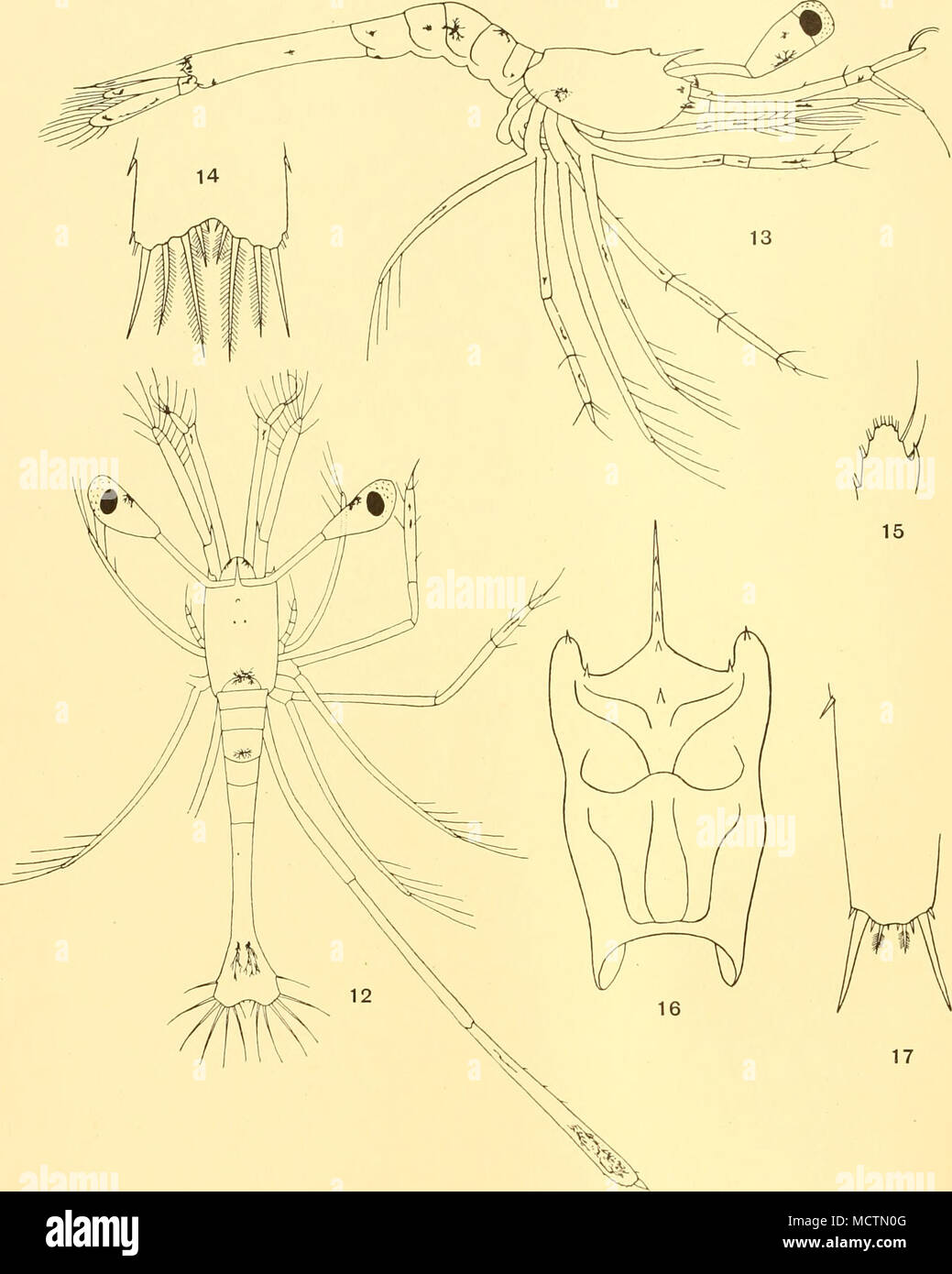 Antennal scale hi-res stock photography and images - Alamy