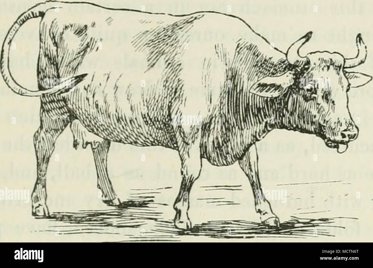 . Fig. 65.—Impaction of the Omasitm. The7above illustration depicts the ...