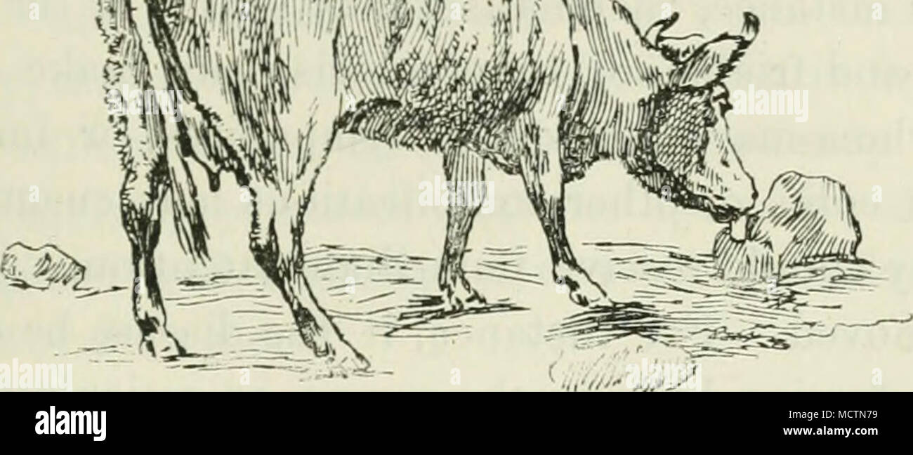 . Fig. 67.—Chronic Indigestion. An ox which suffers from a chronic form ...