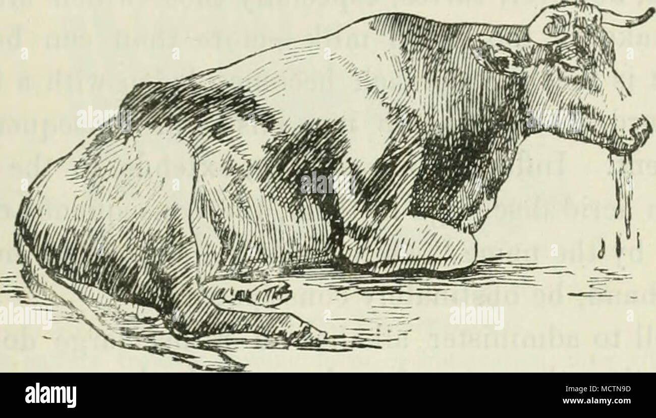 Draught Oxen High Resolution Stock Photography and Images - Alamy