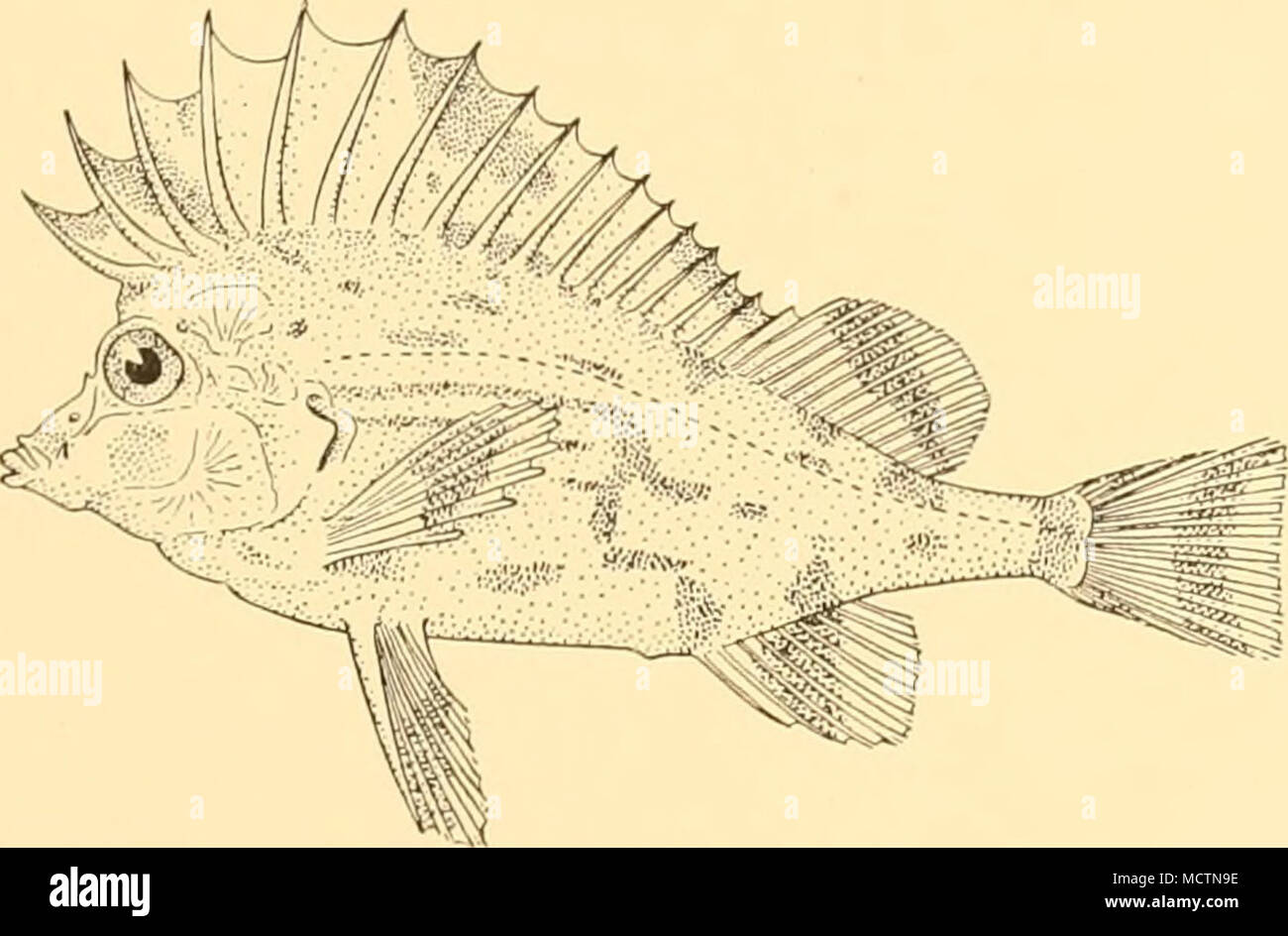 . Fig. 70. Congiopodus peruvianus. x i. on the pelvic; sometimes in ...