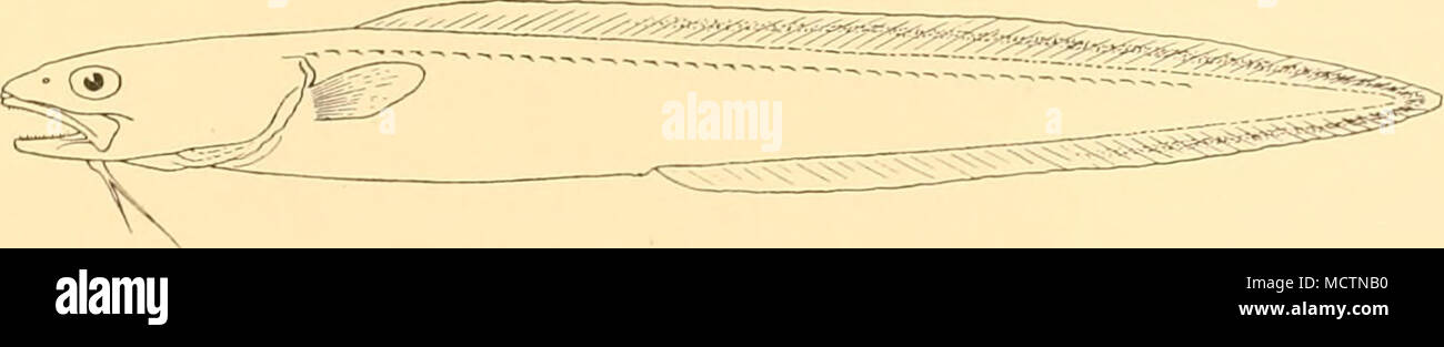 . Fig. 60. Genypterus blacodes. x §. Genypterus blacodes is very close ...