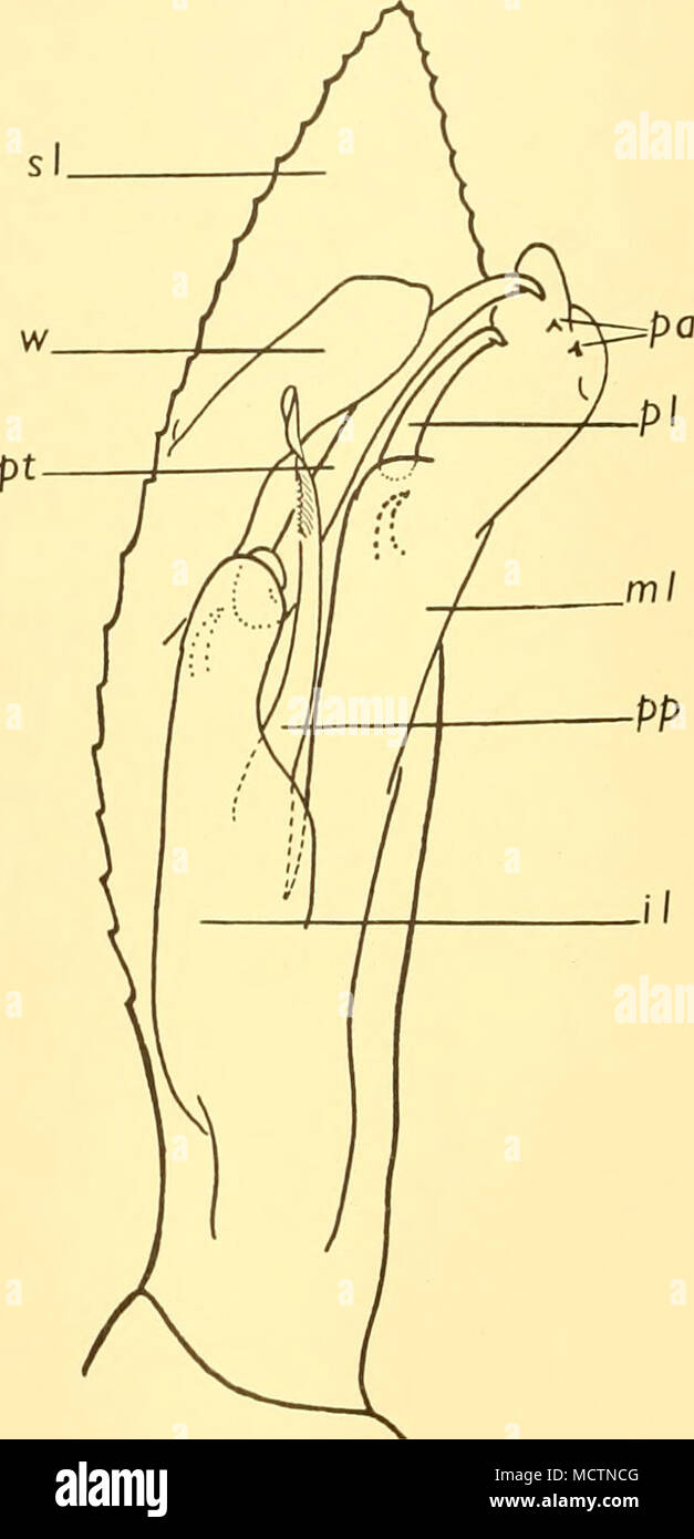 . Fig. 14. Fig- 15- Fig. 14. First pleopod. Development of the petasma ...