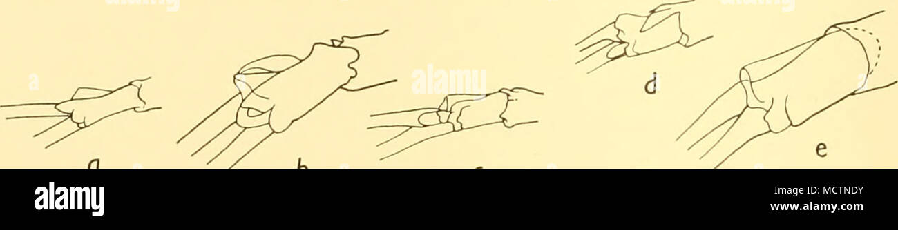 . a '/be Fig. 33. Third segments of the left antennular peduncles of ...