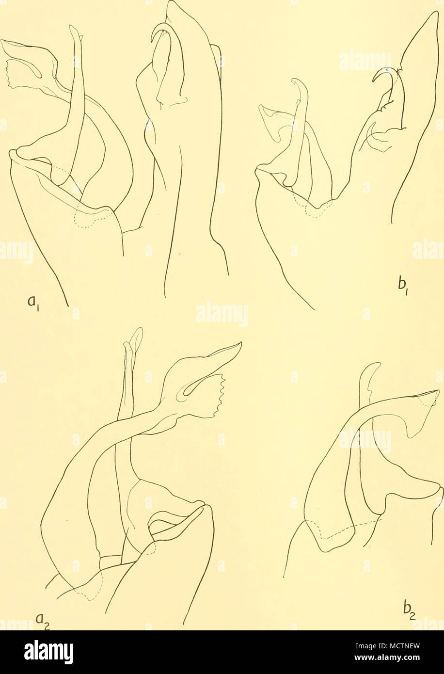 . Fig. 28. Male copulatory organs of the left side of the species of ...