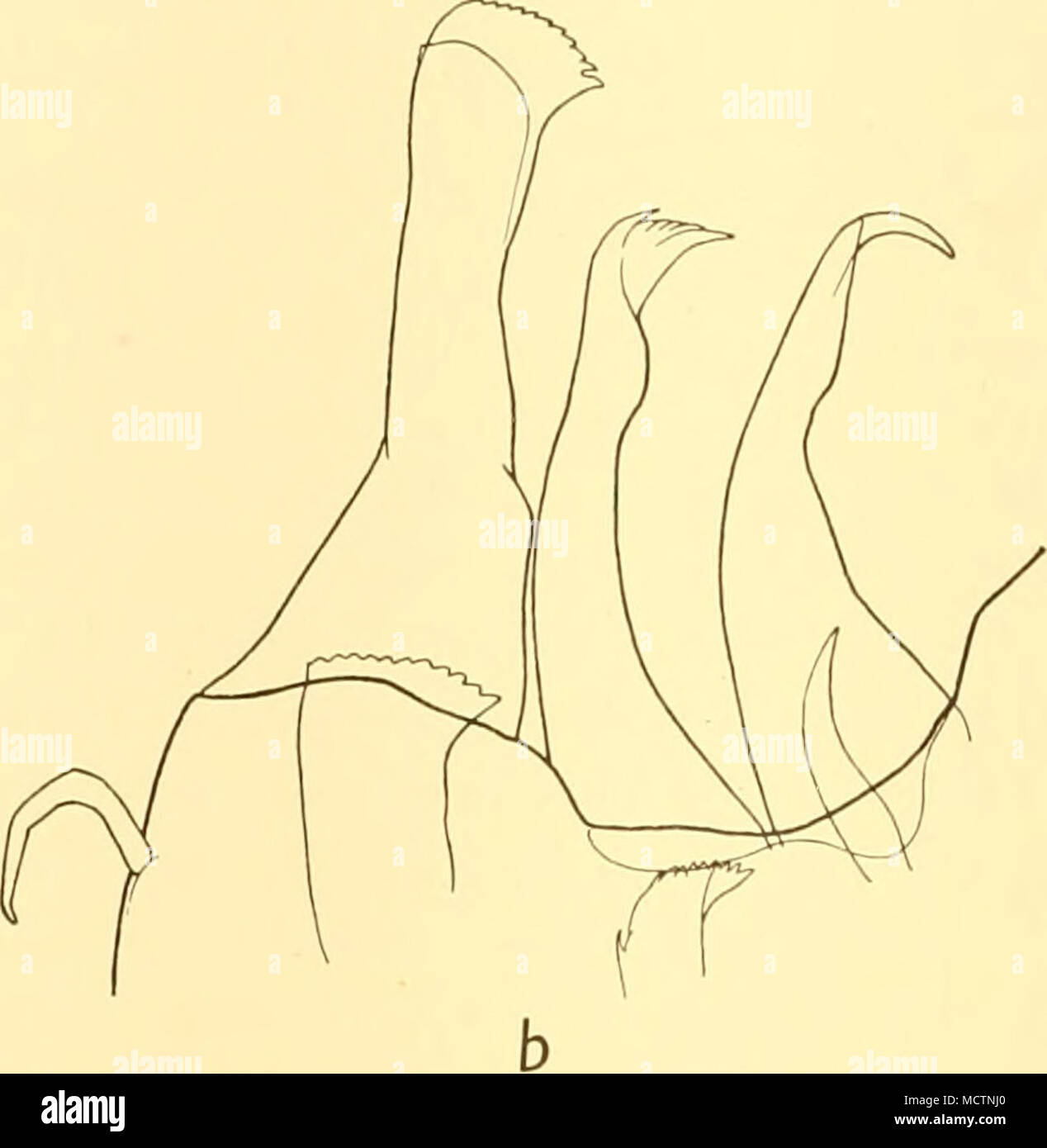 . Fig. 9. a, E. liicem, median lobe of the left copulatory organ of a ...