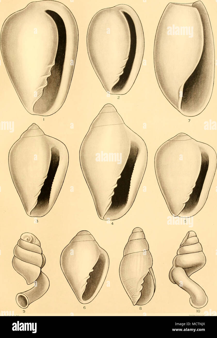 New zealand mollusca hi-res stock photography and images - Alamy