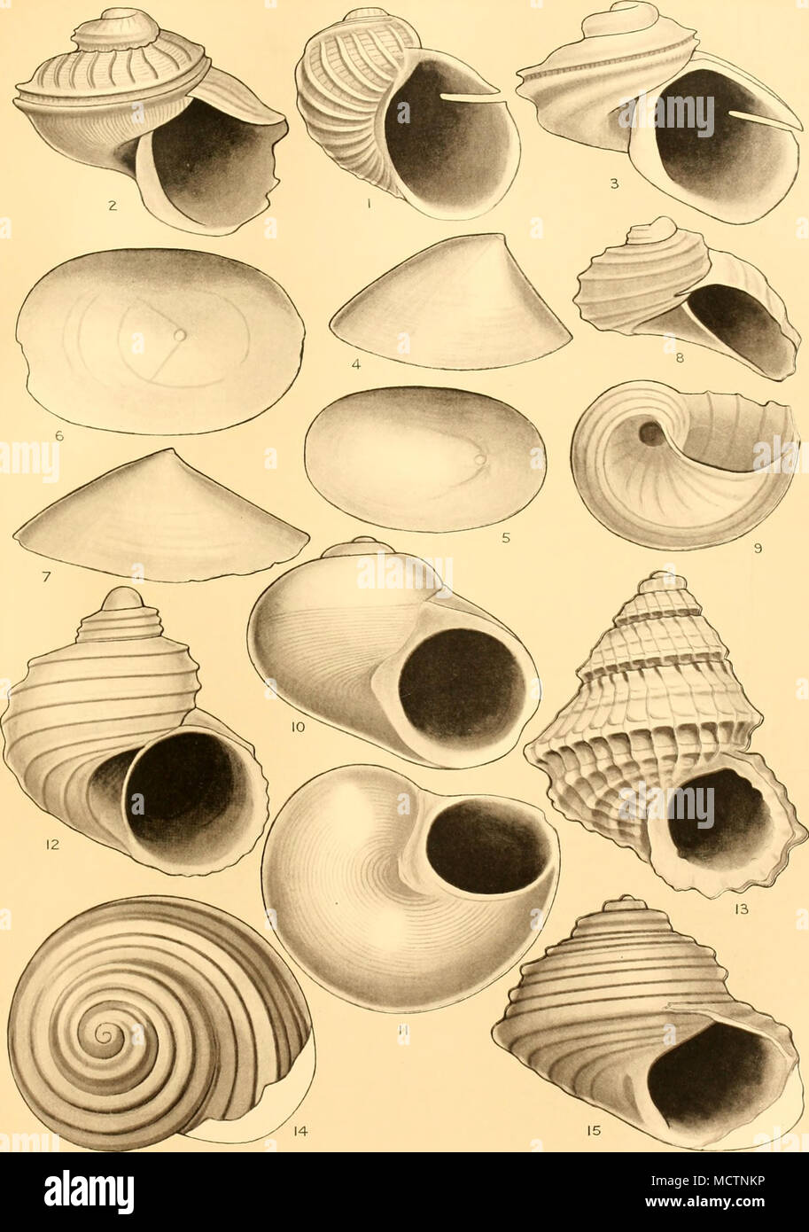 New zealand mollusca hi-res stock photography and images - Alamy