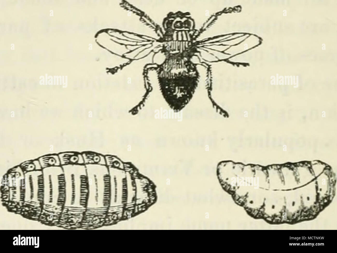 Ox oxen death hi-res stock photography and images - Alamy