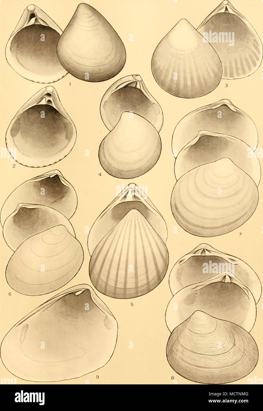 . MOLLUSCA FROM NEW ZEALAND Stock Photo - Alamy