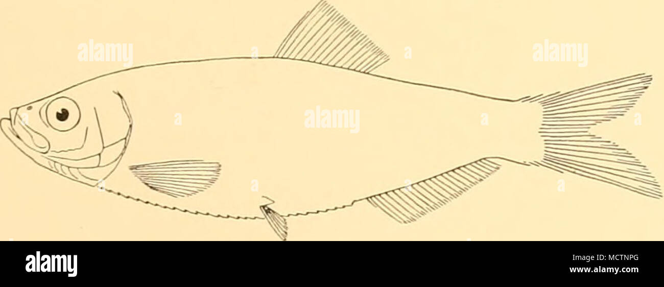 Gill rakers hi-res stock photography and images - Alamy