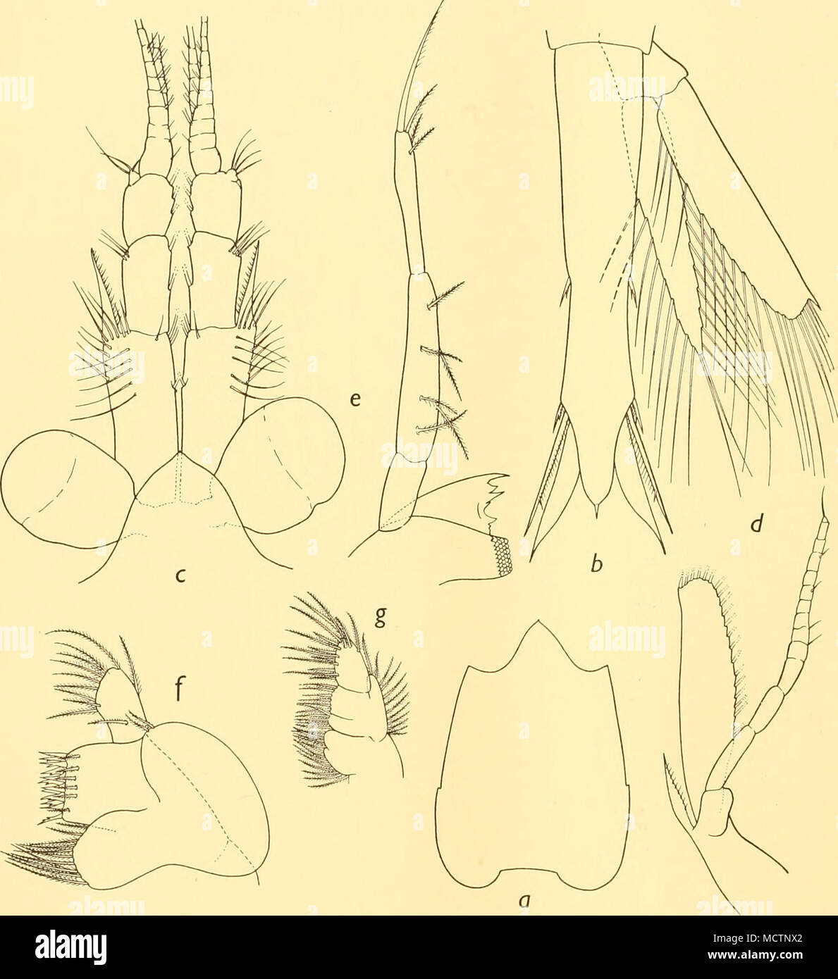 Furcilia hi-res stock photography and images - Alamy