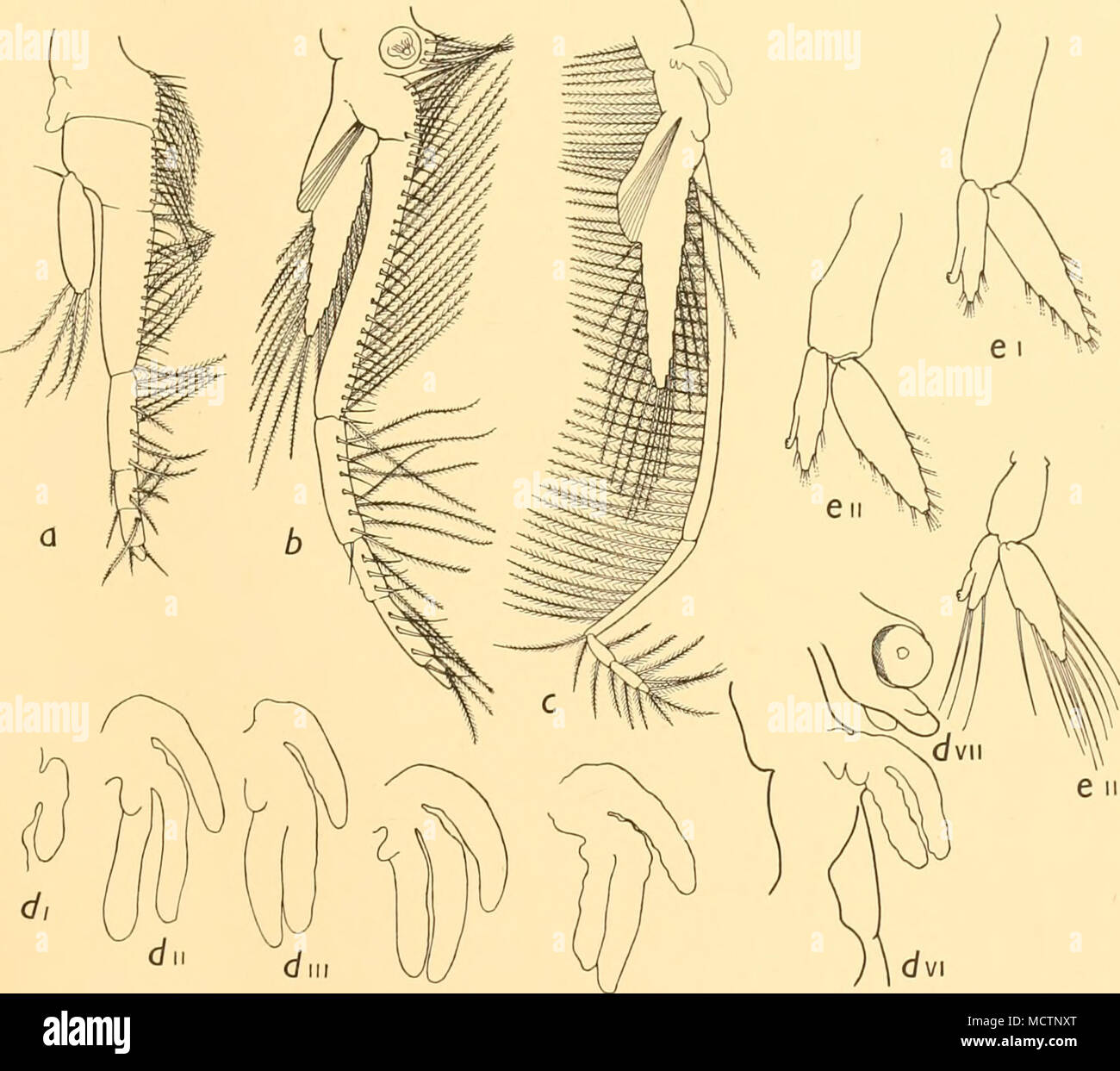 . e III a, thoracic limb I ( x 35); b, thoracic limb II ( x 35);