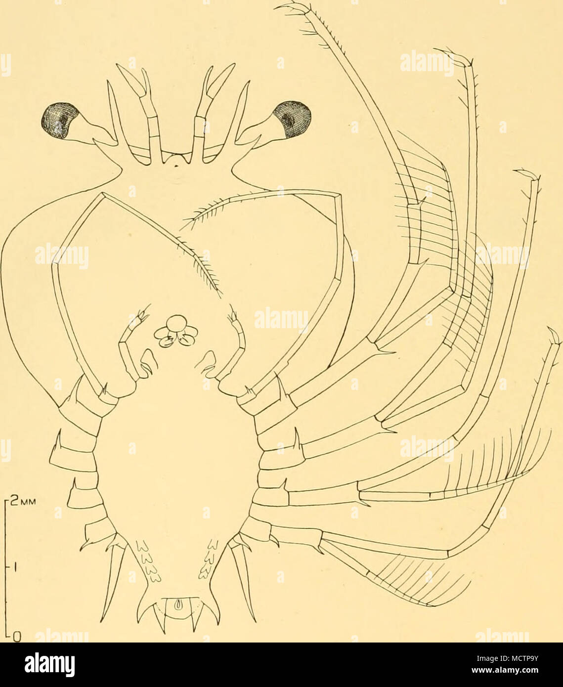 . Fig. 37. Scyllarides sp., 7 mm. St. 407. Genus Thenus, Leach.? (Figs ...
