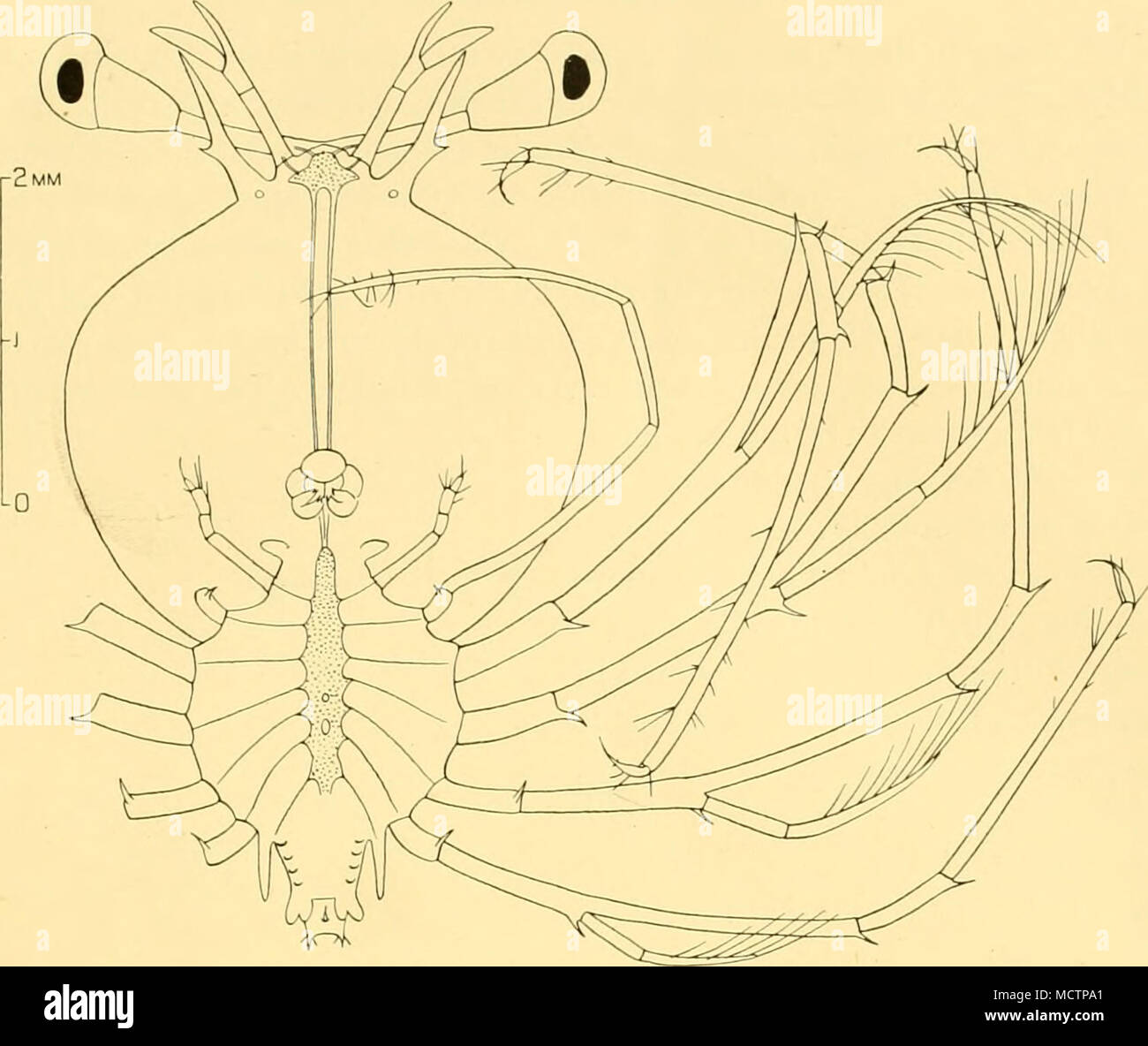 1580 mm hi-res stock photography and images - Alamy