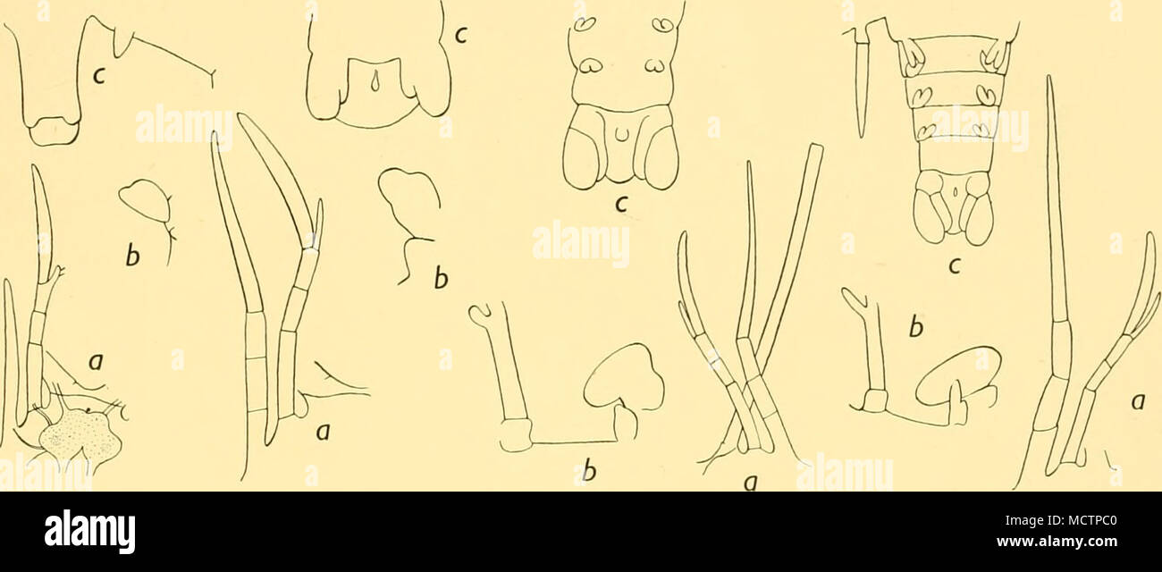 . Stage V? Stage VI? Stage VII? Fig. 23. Pmudirtis B, Stages V-VIII?. a ...