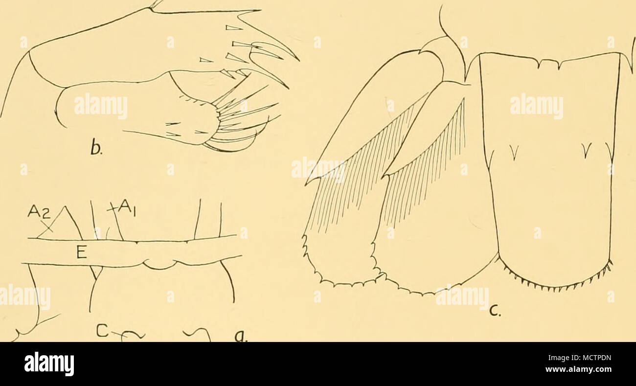 . Fig. 16. Palinuurs sp., 50 mm. a. Dorsal view of head region. A i ...