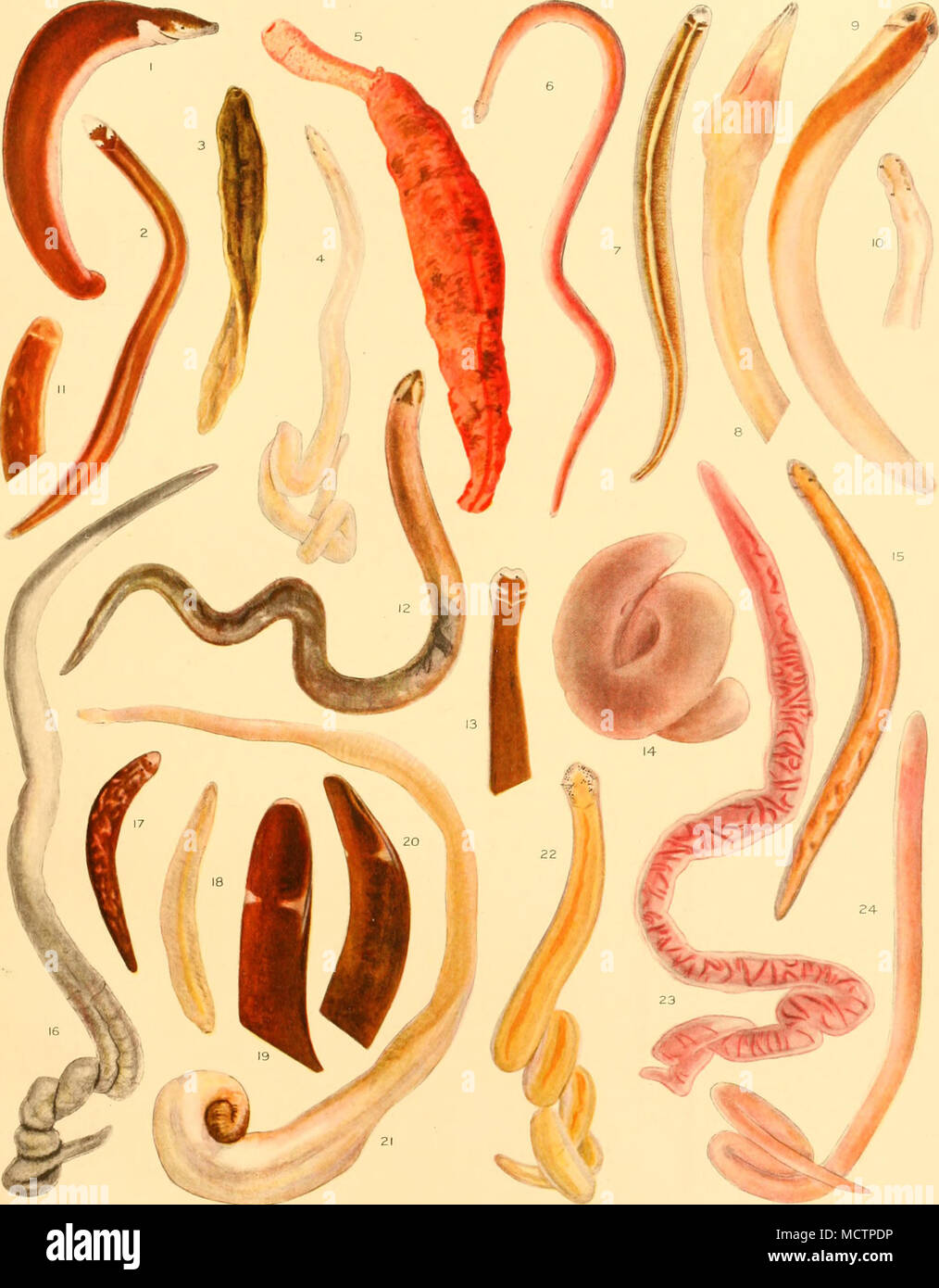 Nemerteans hi-res stock photography and images - Alamy