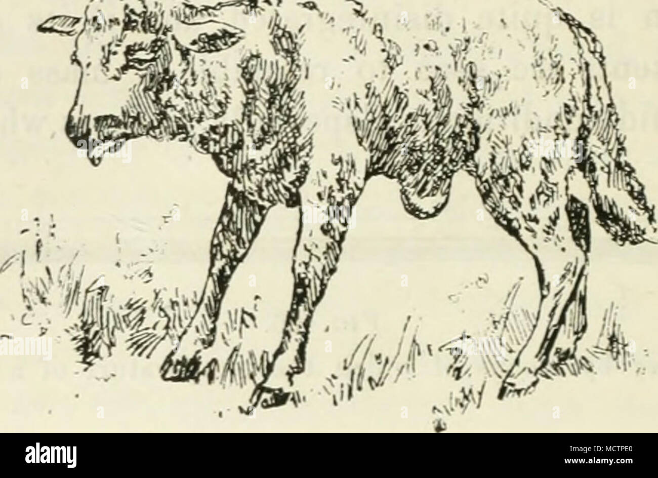 Navel animal hi-res stock photography and images - Alamy