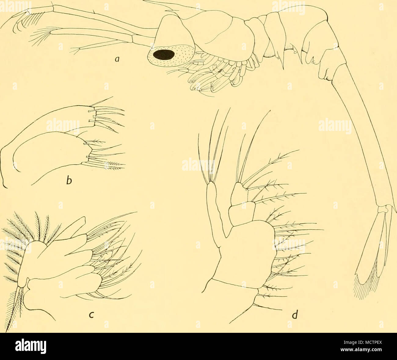 . a. Side view. b. Maxillule. Fig. 6. Stenopid I. St 709. c. Maxilla ...