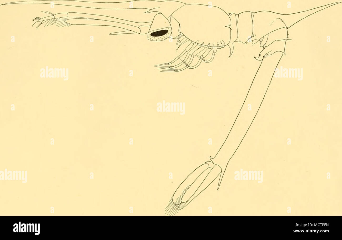 Narrow limbs hi-res stock photography and images - Alamy