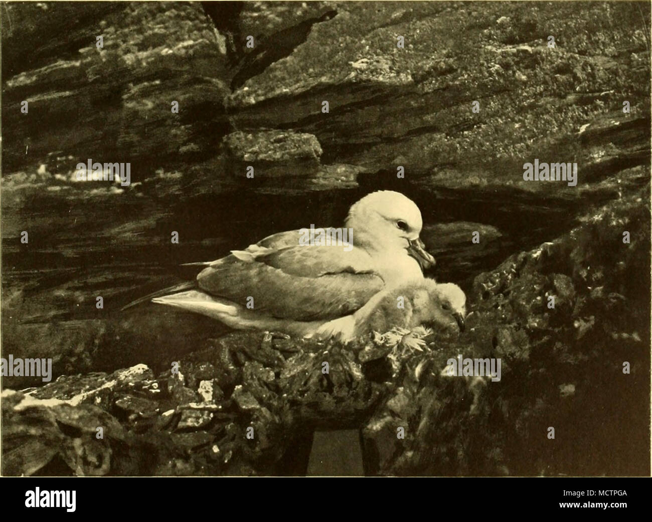 . JohnBnlf- Suns 4 tian.rliioTi L*^ London BIRDS OF THE SOUTH ORKNEY ...