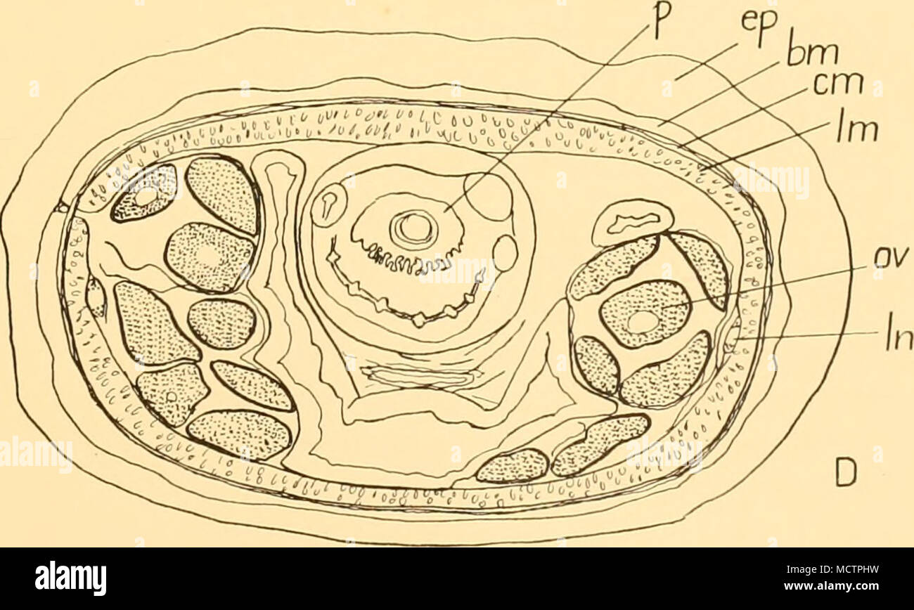 . Fig. 45. Amphiporus spinosas, Burger. A, section across the tip of ...