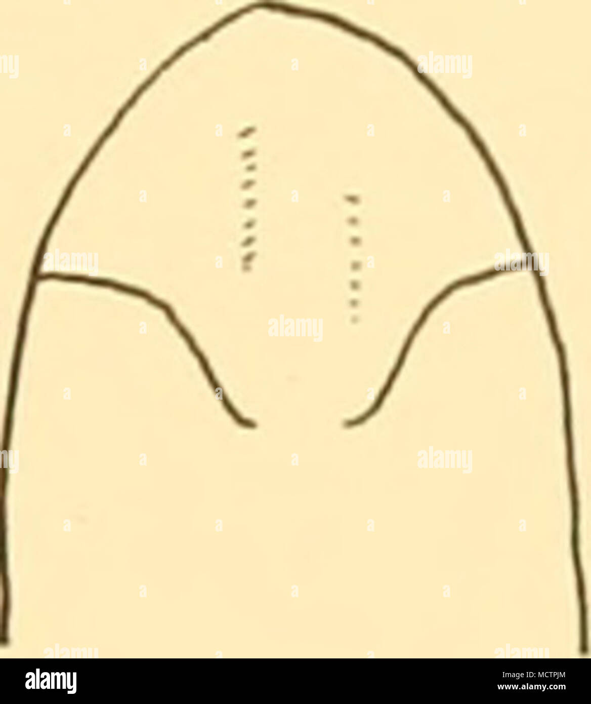 . A B Fig. 40. Amphiporus schollaerti, n.sp. A, ventral surface of head ...
