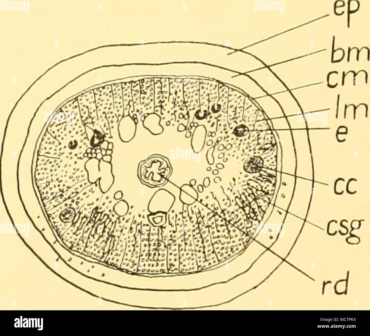 . Fig. 34. Amphiporus lecointei, Burger. Trans- verse section of the ...