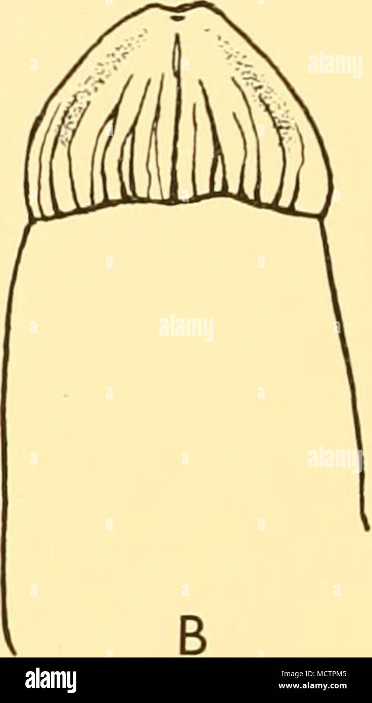 . Fig. 33. Amphiporus lecointei, Burger. A, dorsal, and B, ventral ...