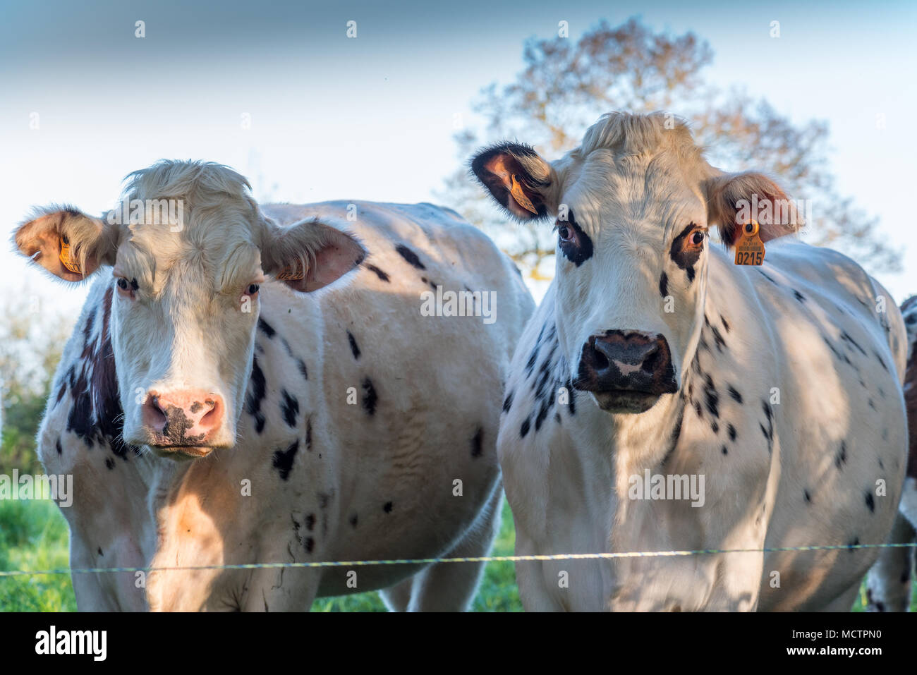 Normande cow france hi-res stock photography and images - Alamy