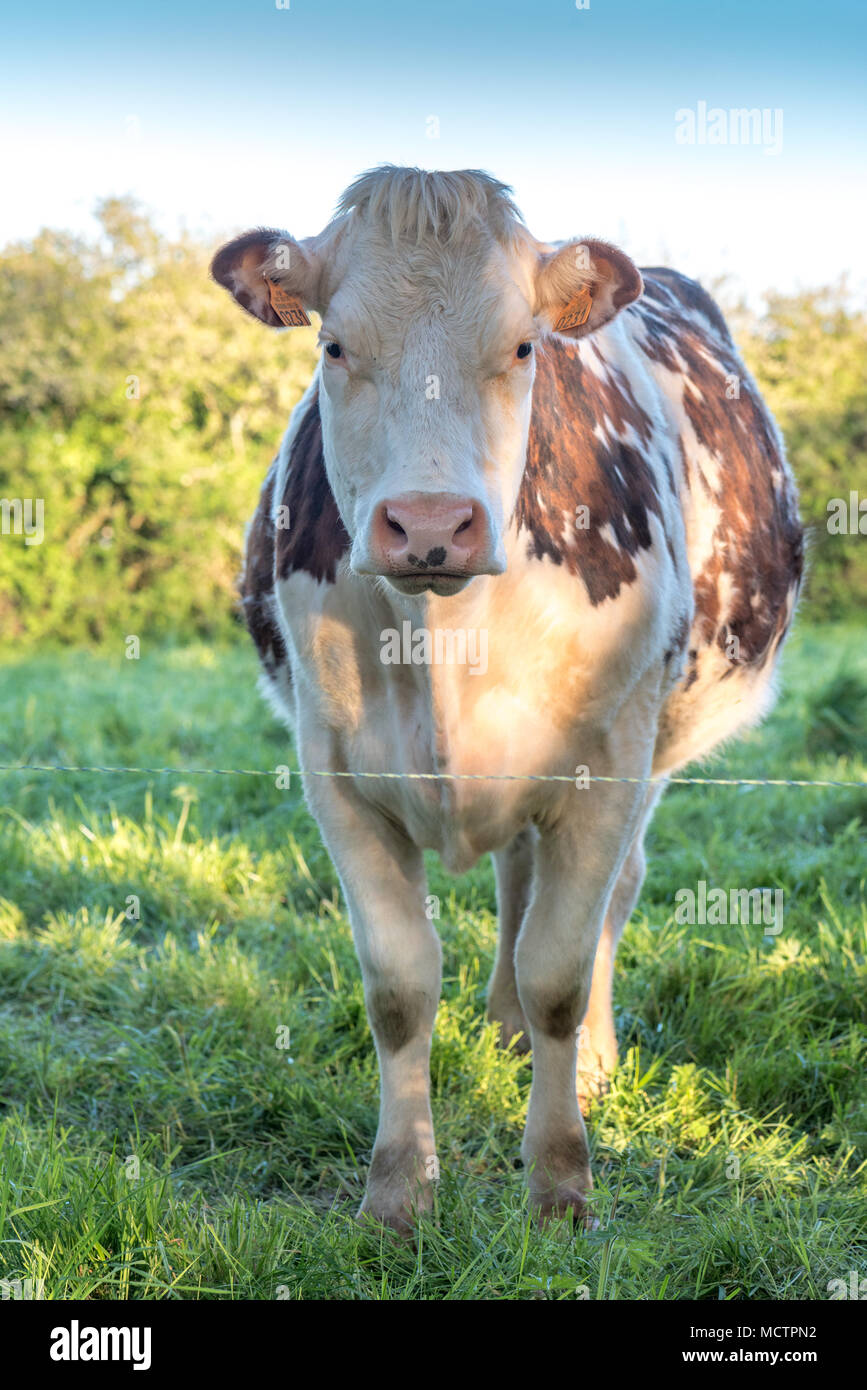 Normande cow france hi-res stock photography and images - Alamy