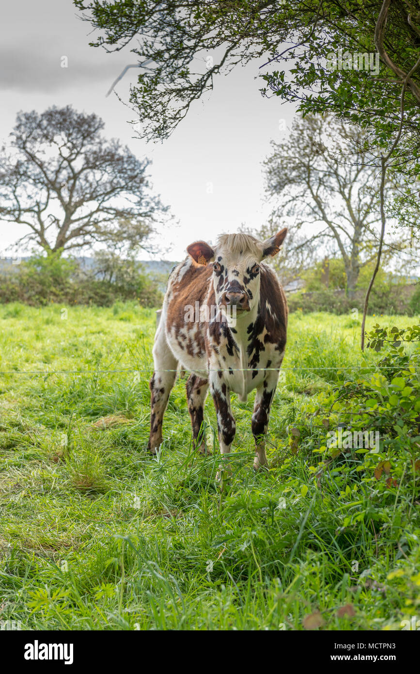 Normande cows in field hi-res stock photography and images - Alamy