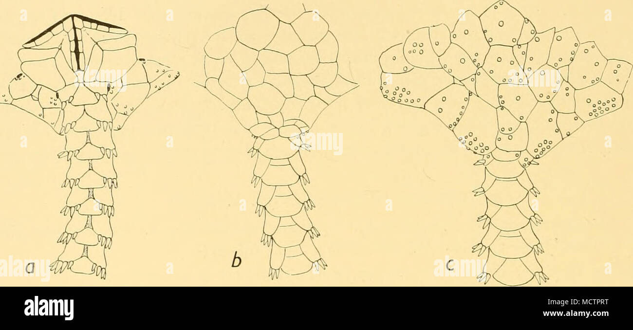 Male gonads hi-res stock photography and images - Alamy
