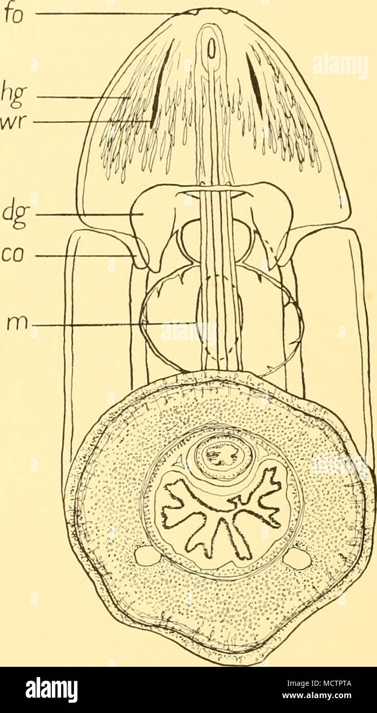 . Fig. 20. Baseodiscus antarcticus, Baylis. Diagram of the organs at ...