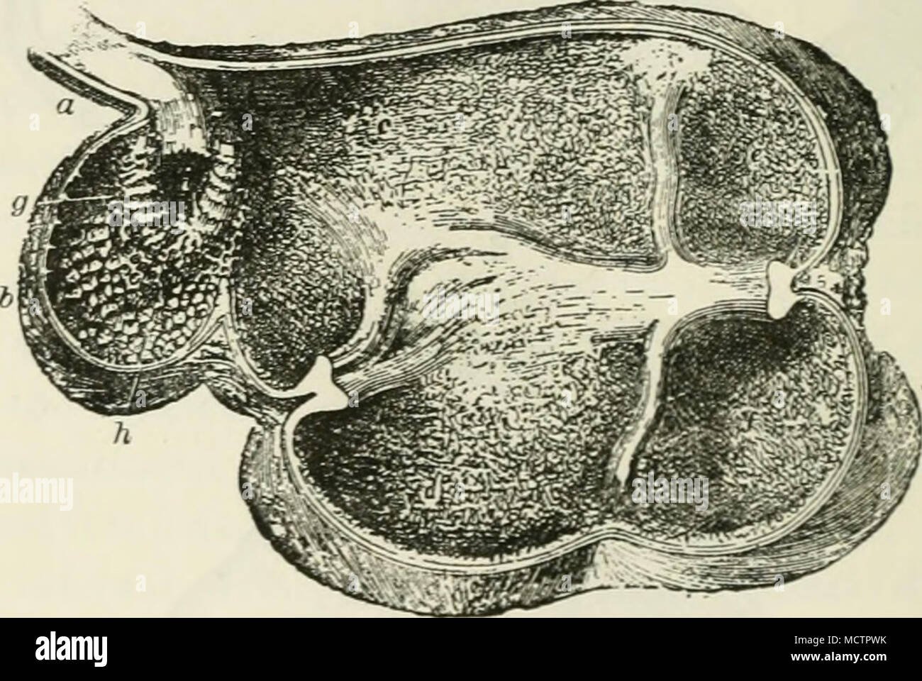 . Fig. 8.—The Patjxch and Honeycumb of the Ox, Laid Open, by Removing ...