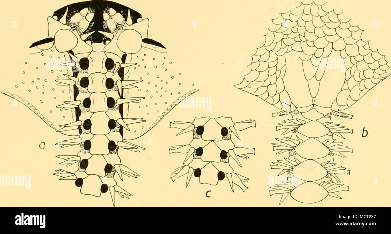 . Fig. 24. Amphiodia ascia, n.sp. Part of oral side {a) and dorsal side ...