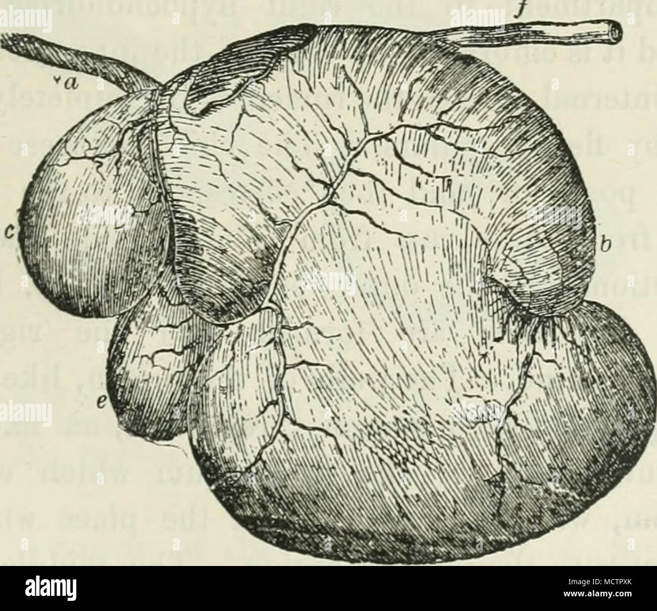 . Fig. 6.—Left View of the Stomach of the Ox. The Manyfold is not seen ...