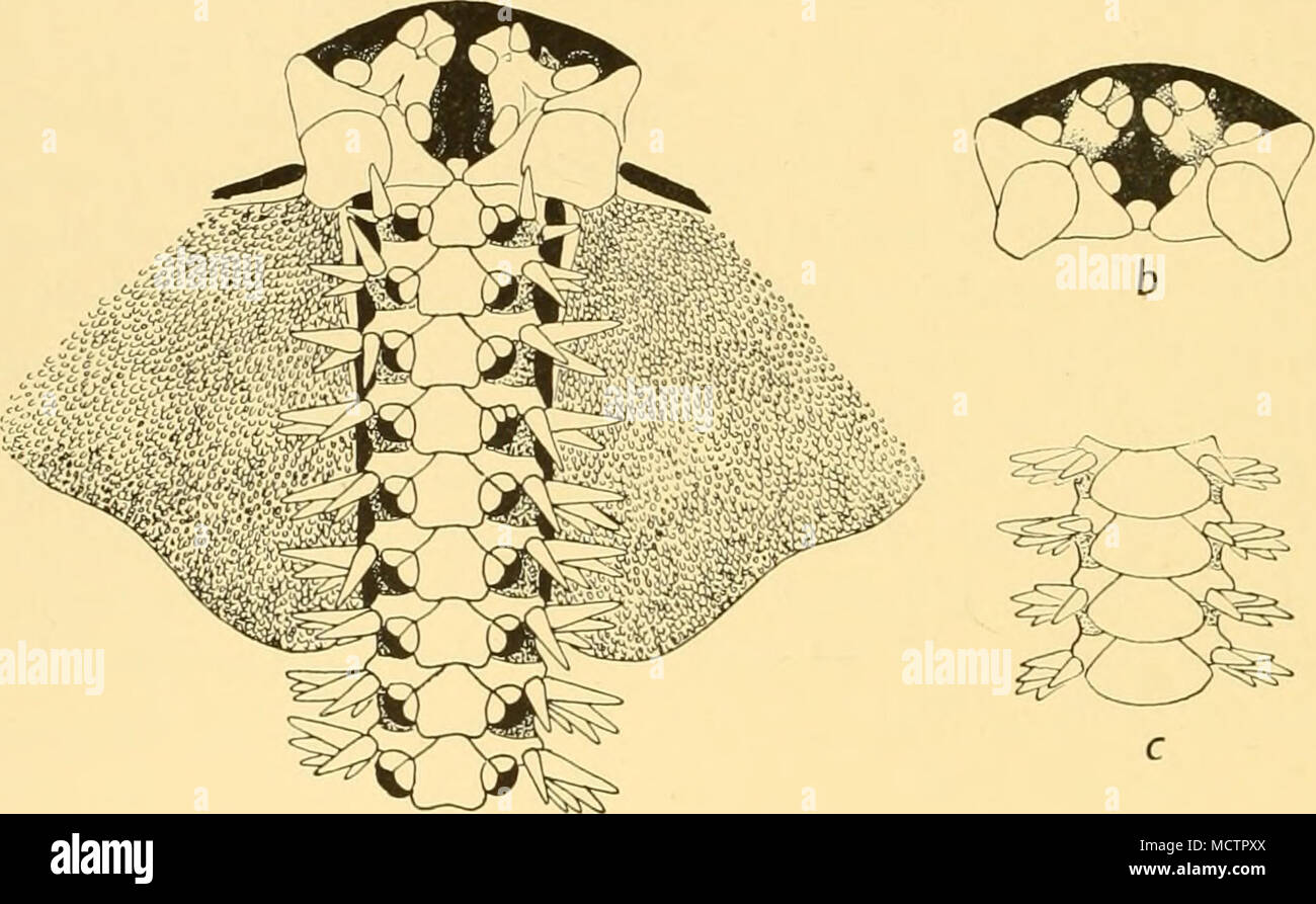 Amphiura hi-res stock photography and images - Alamy