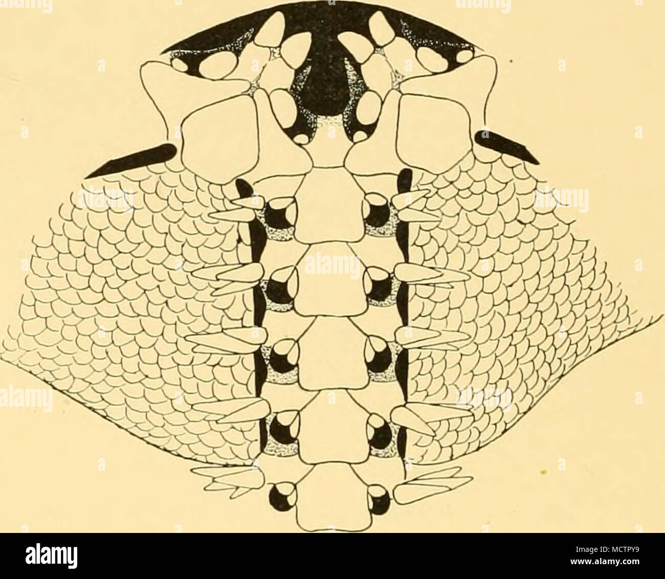 . Fig. 21. Part of oral side of Amphiura Eugeniae, Ljungman. Type ...