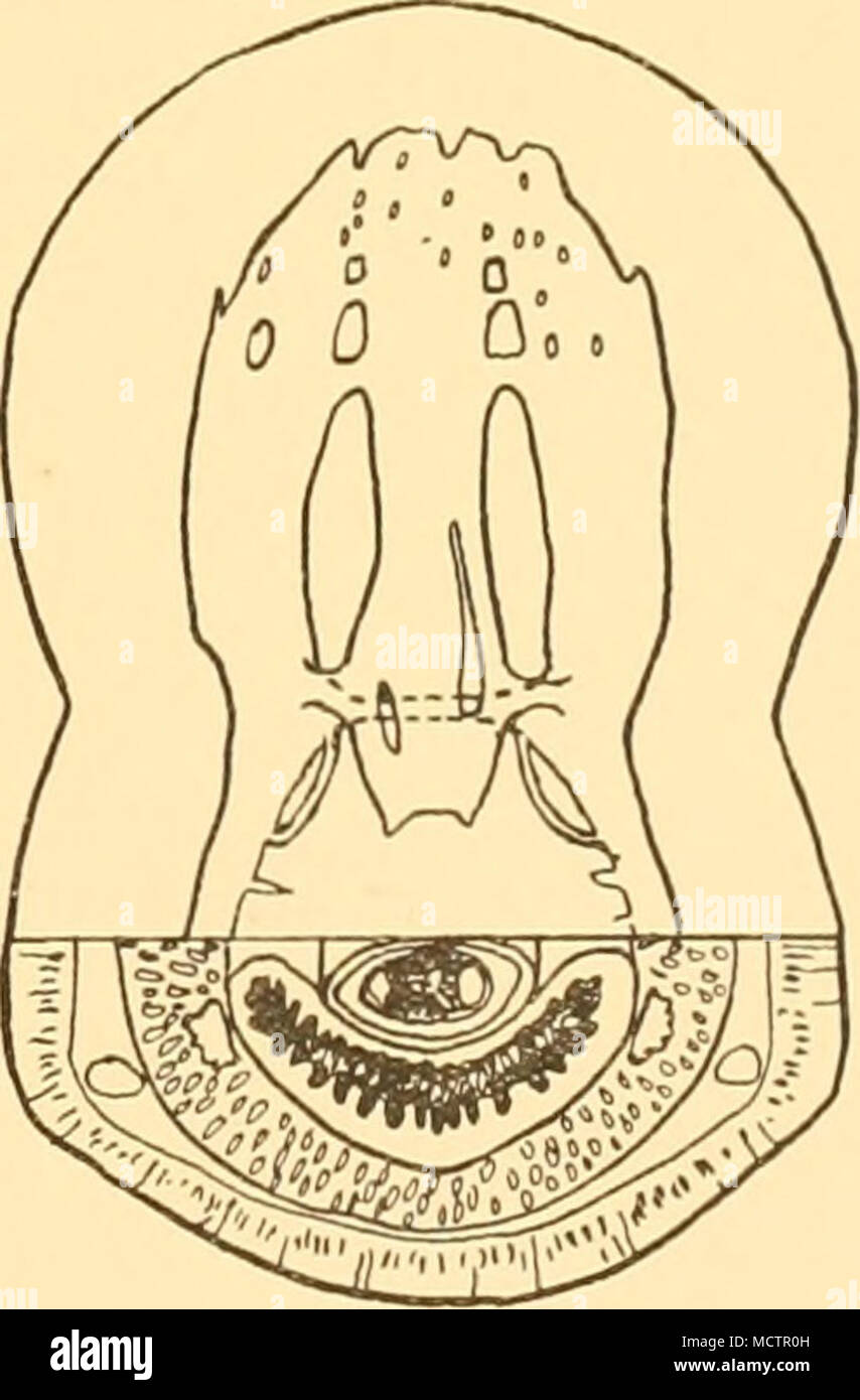 . Fig- 3- Burger. Tubulanus nothus, Diagram from a Stock Photo - Alamy