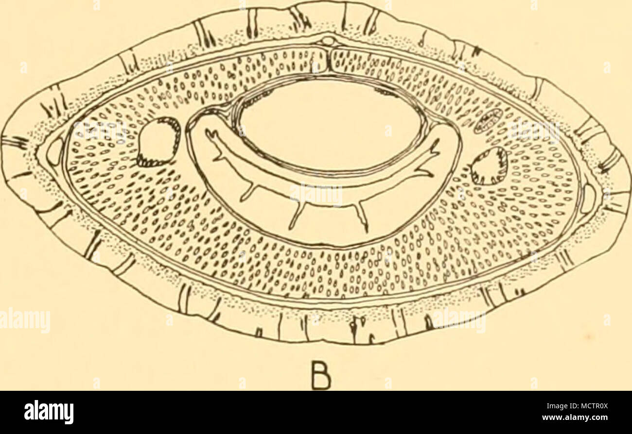 . Fig. 2. Tubulanus nothus, Burger. A, transverse section of head at ...