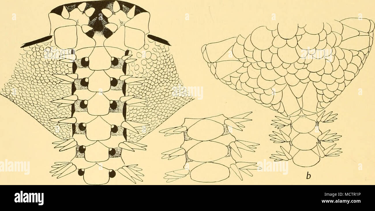 . 0 c Fig. II. Amphiura microplax, n.sp. Part of oral side (a) and ...
