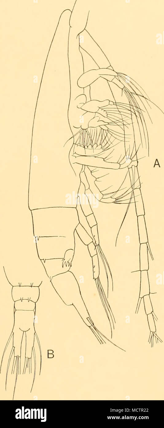 . Fig. 7. Rhincalanus cormitus. Copepodid, stage I. A, lateral view; B ...