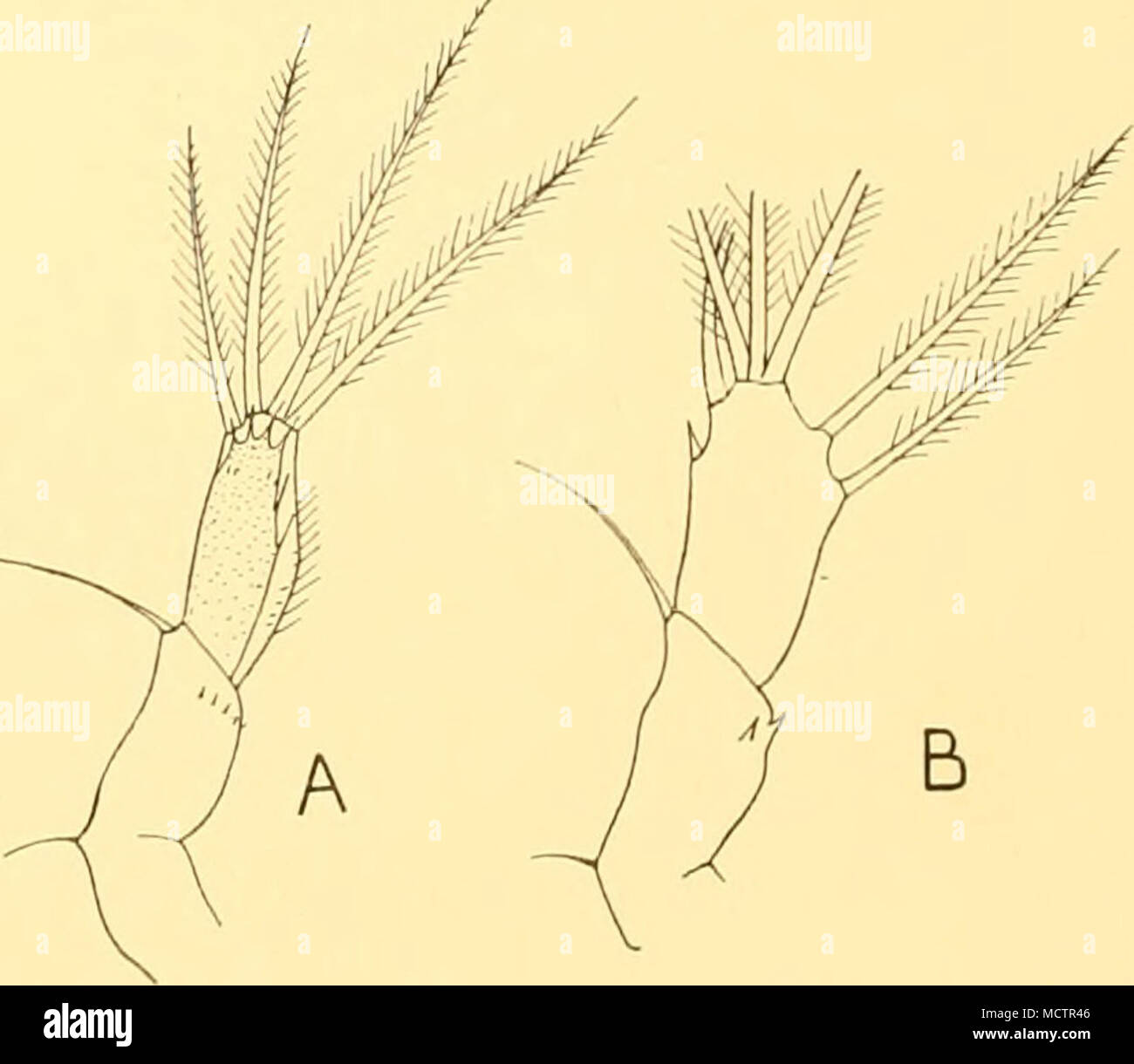 . C Fig. 1. D Fig. 2. Fig. Rhincalanus nasutus, nauplius stages. Stage ...