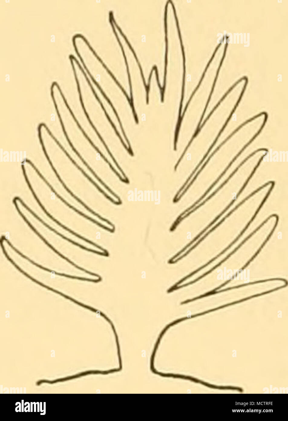 . Fig. 12. Sigalion ovigerum. a. Head. c. Multi-articulate bristle with ...