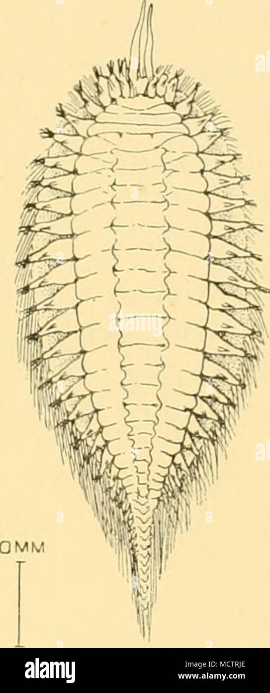 . Fig. 3. Aphrodite talpa. Ventral view. Genus Laetmatonice, Kinberg A ...